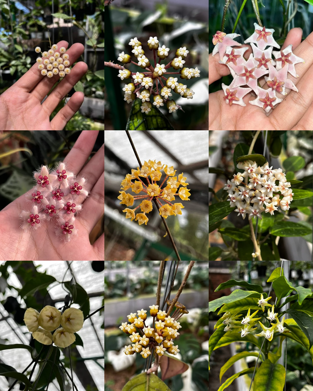 All Hoya – Art Garden Flowers USA