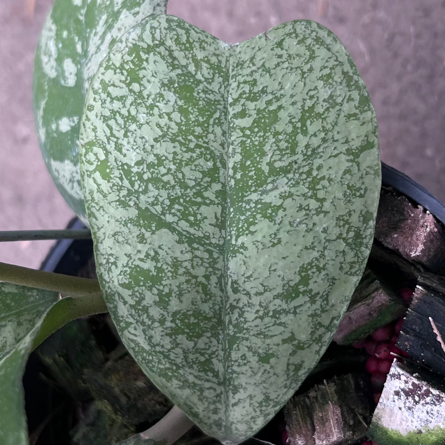 Hoya Splash – Art Garden Flowers USA