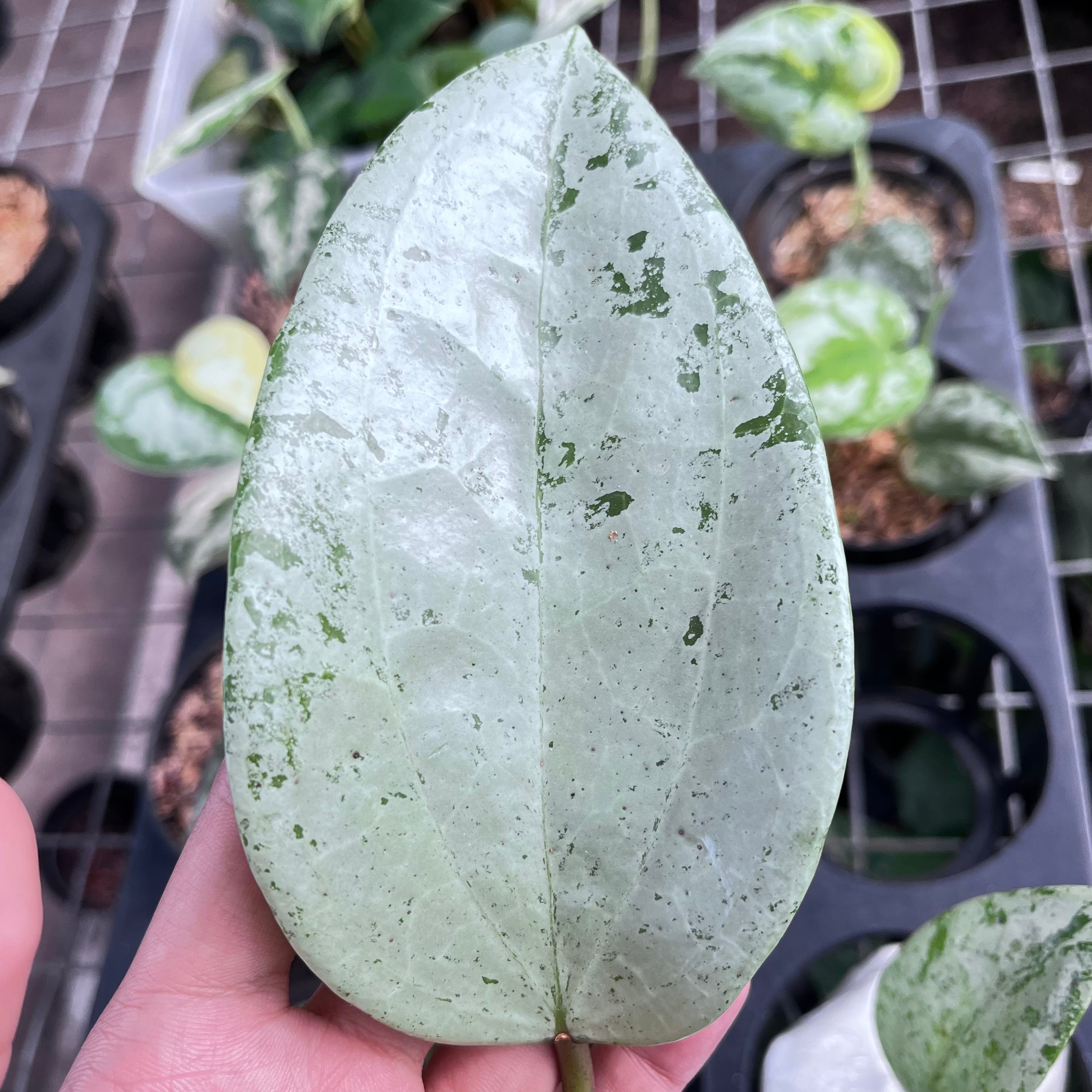 Hoya Silver – Art Garden Flowers USA