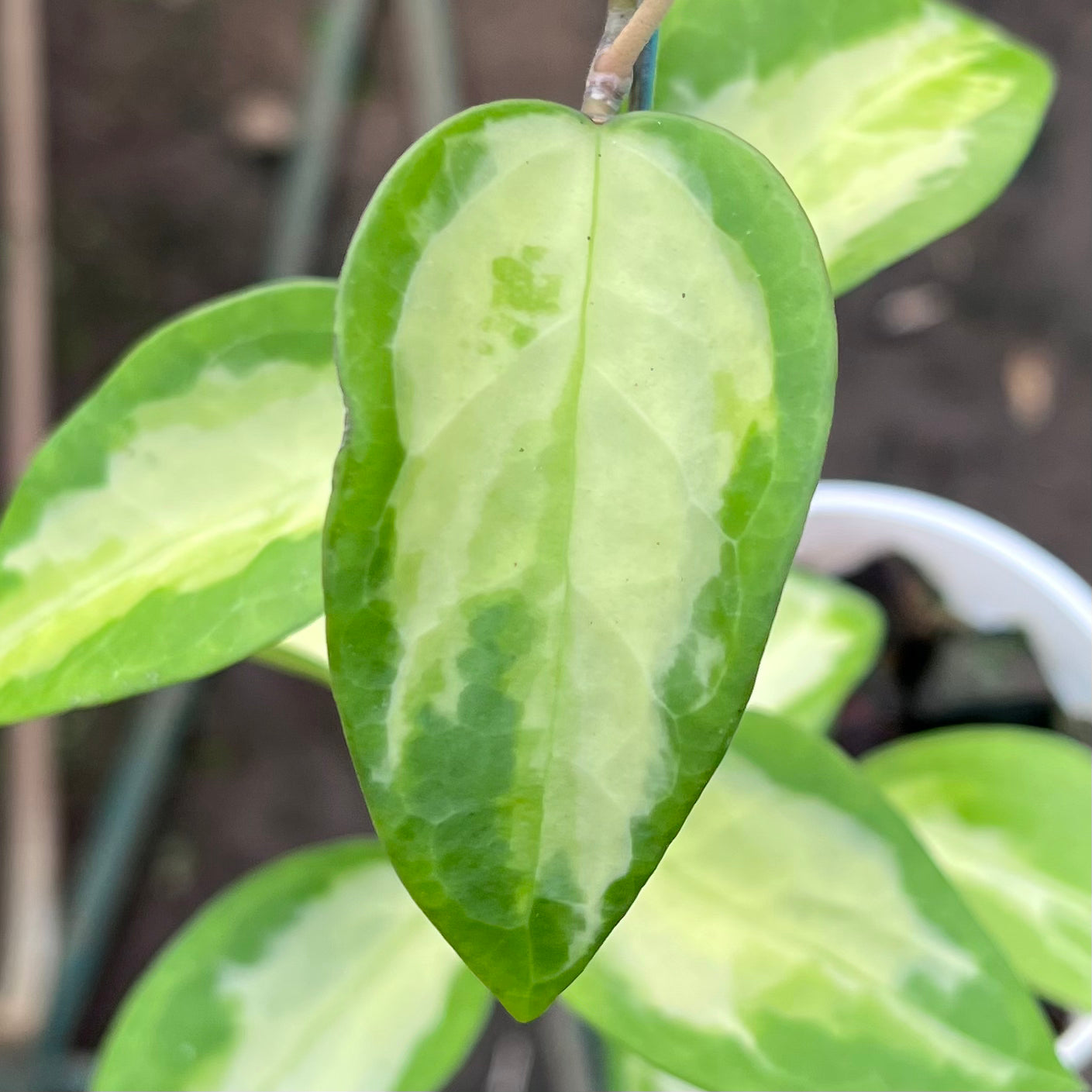 Hoya Variegated – Art Garden Flowers USA