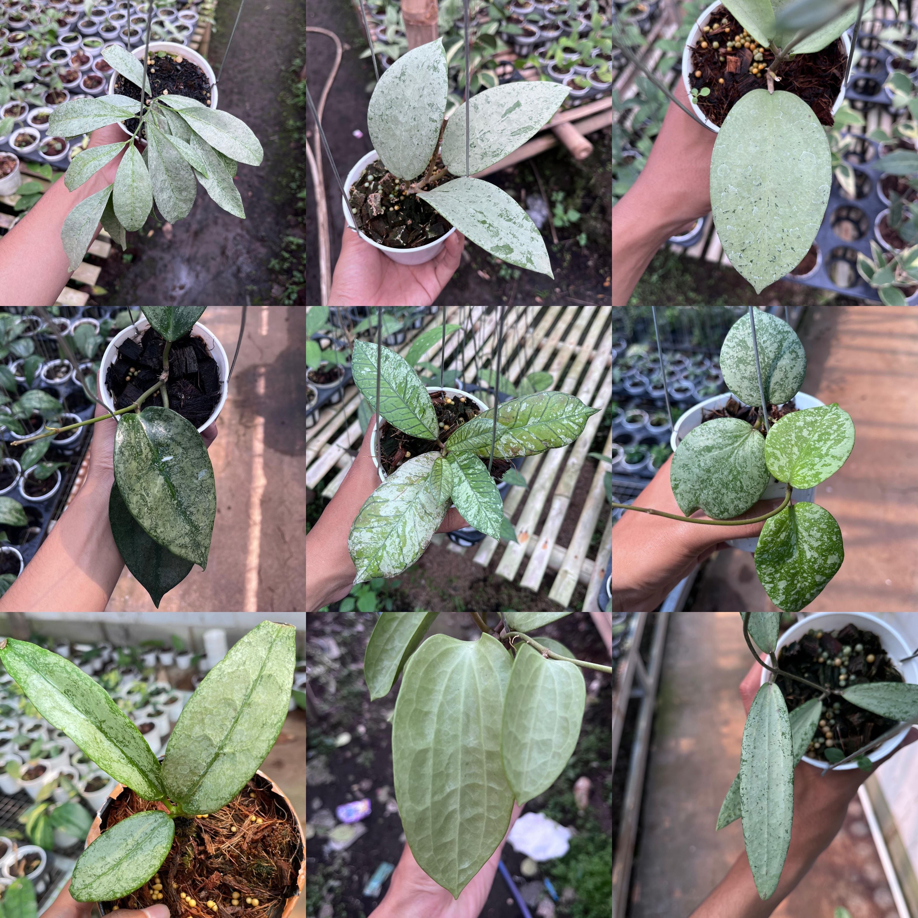 Hoya Collector – Art Garden Flowers USA