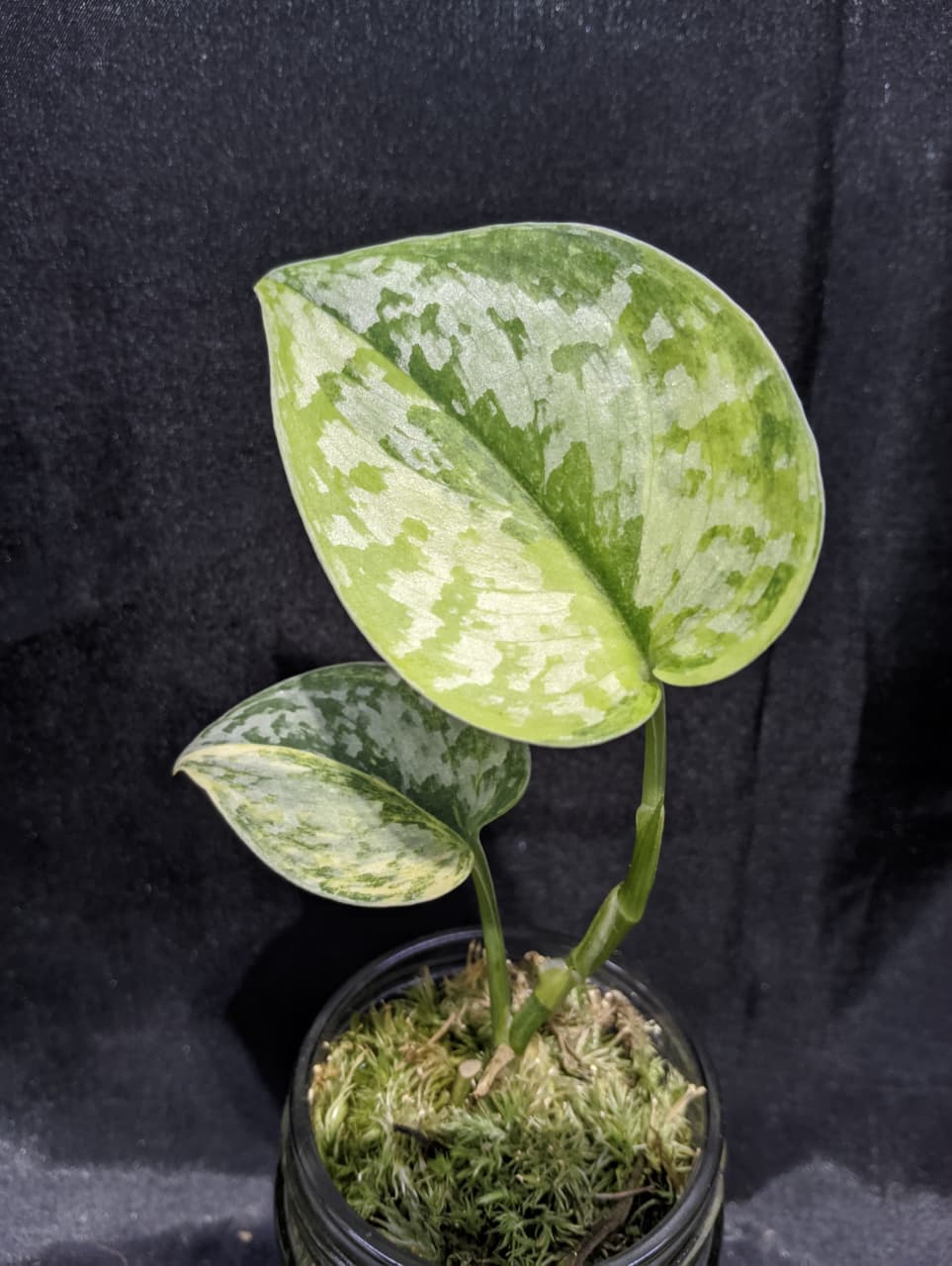 Scindapsus Geulis – Art Garden Flowers USA