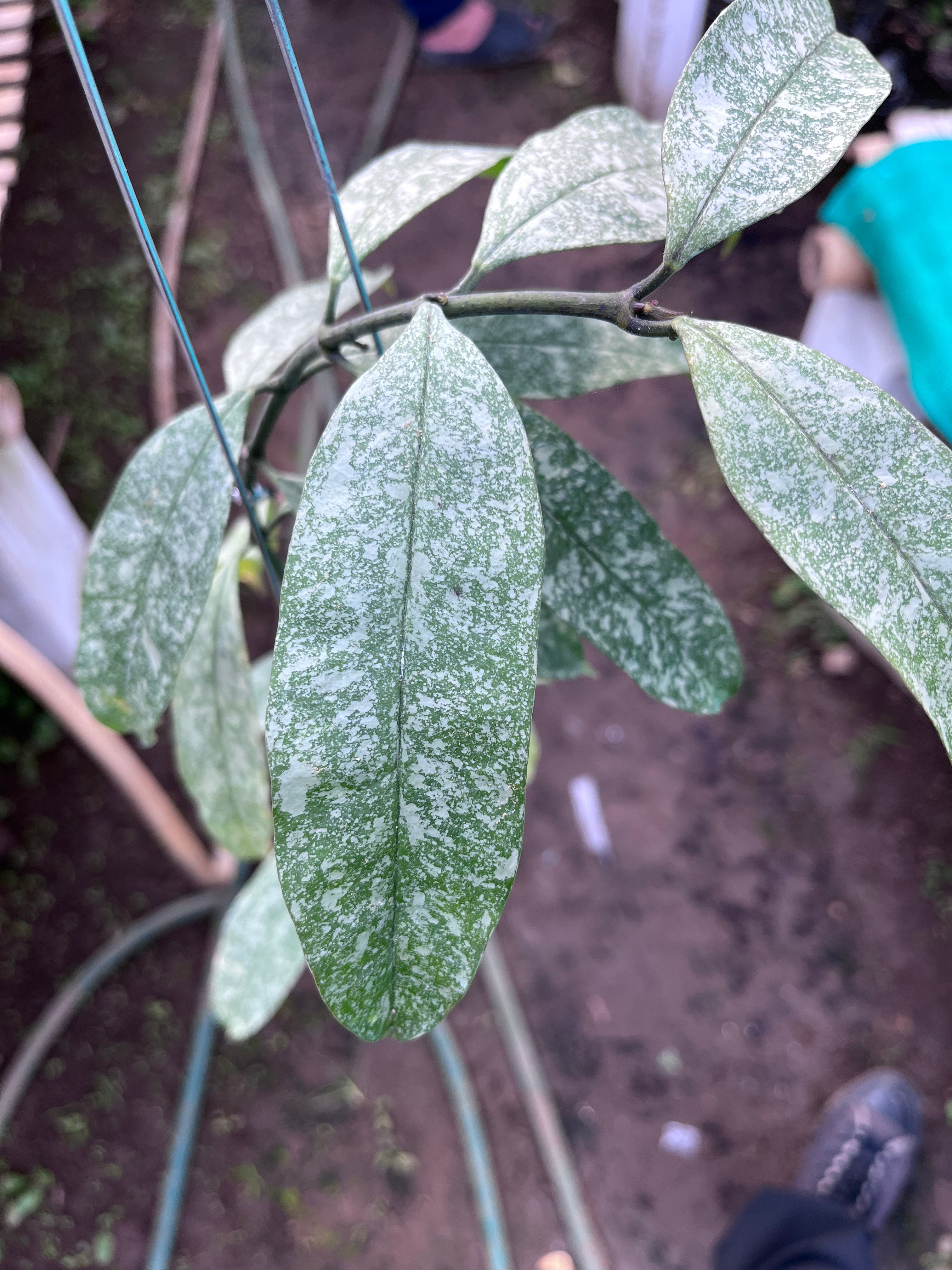 Hoya Multiflora Javanica – Art Garden Flowers USA