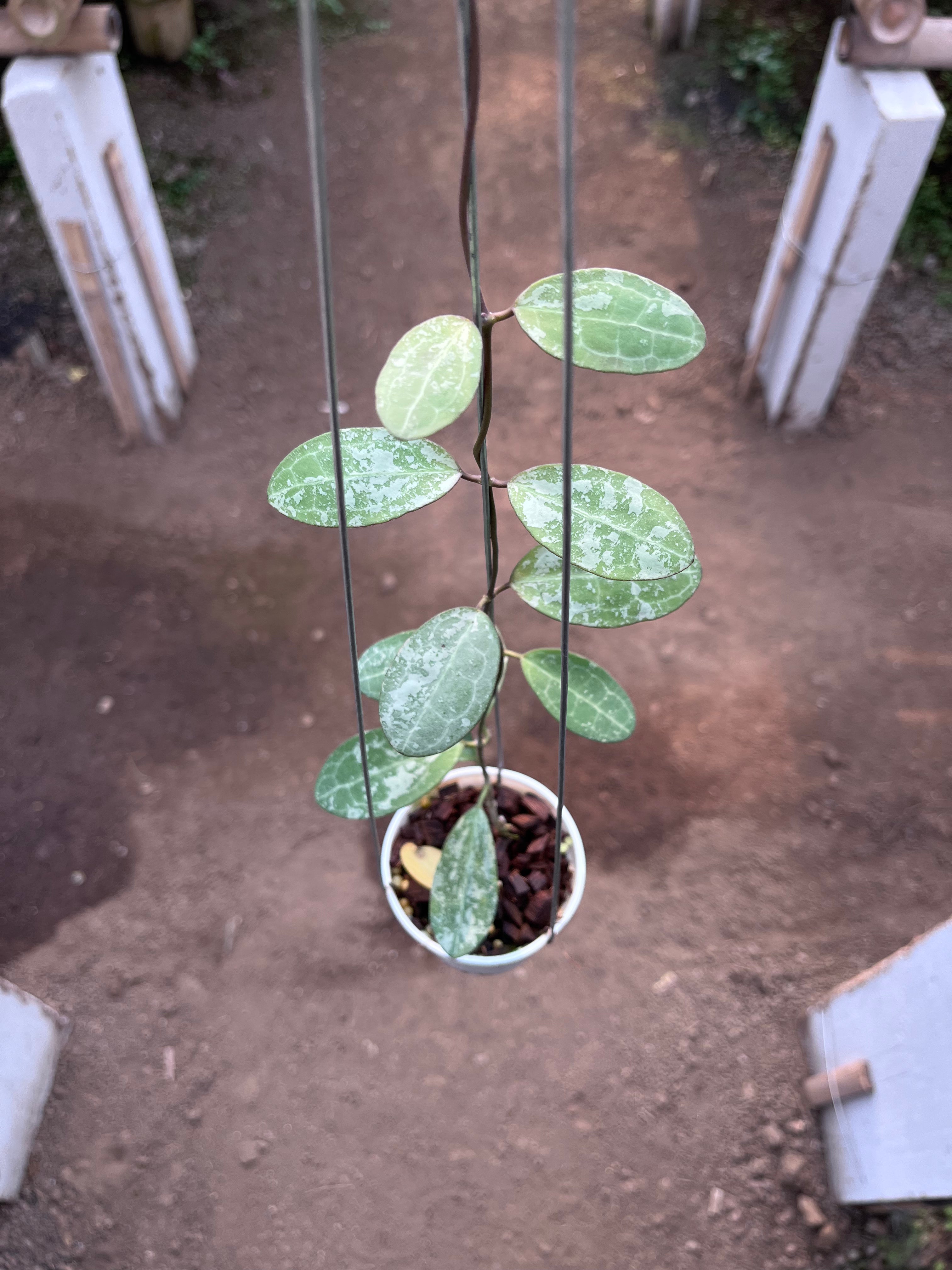Hoya Elliptica High Splash – Art Garden Flowers USA