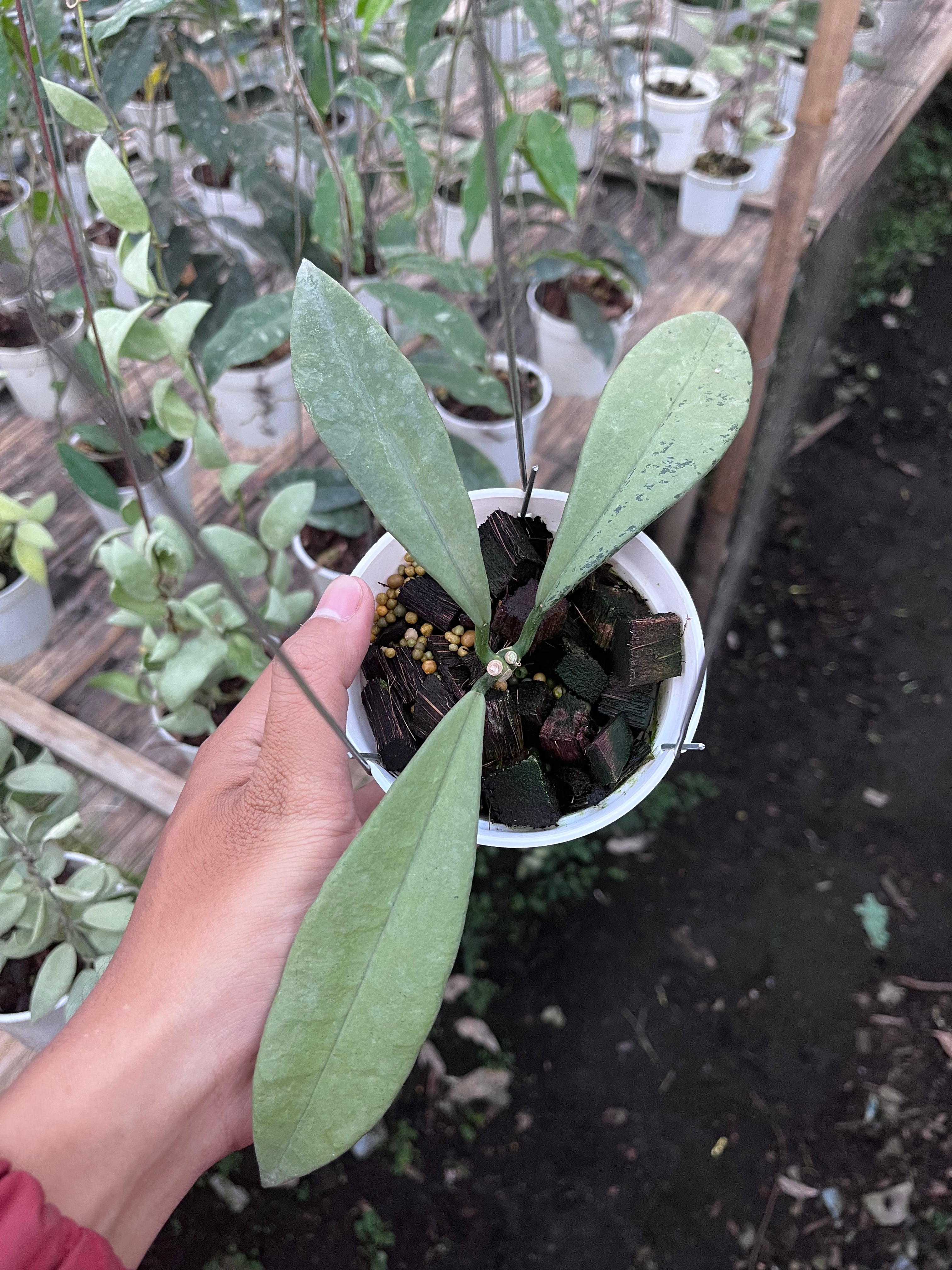Hoya Griffithii Silver – Art Garden Flowers USA