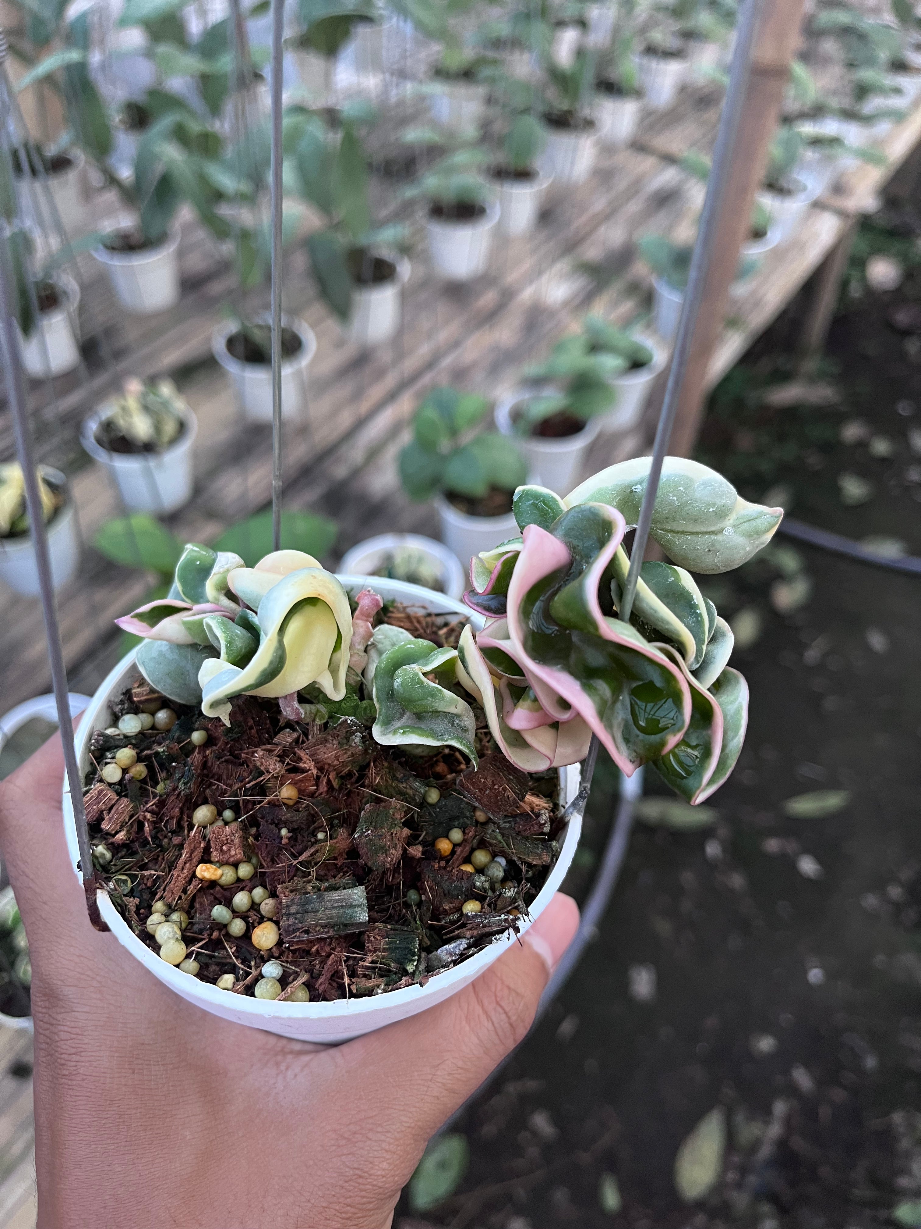 Hoya Compacta Regalis – Art Garden Flowers USA
