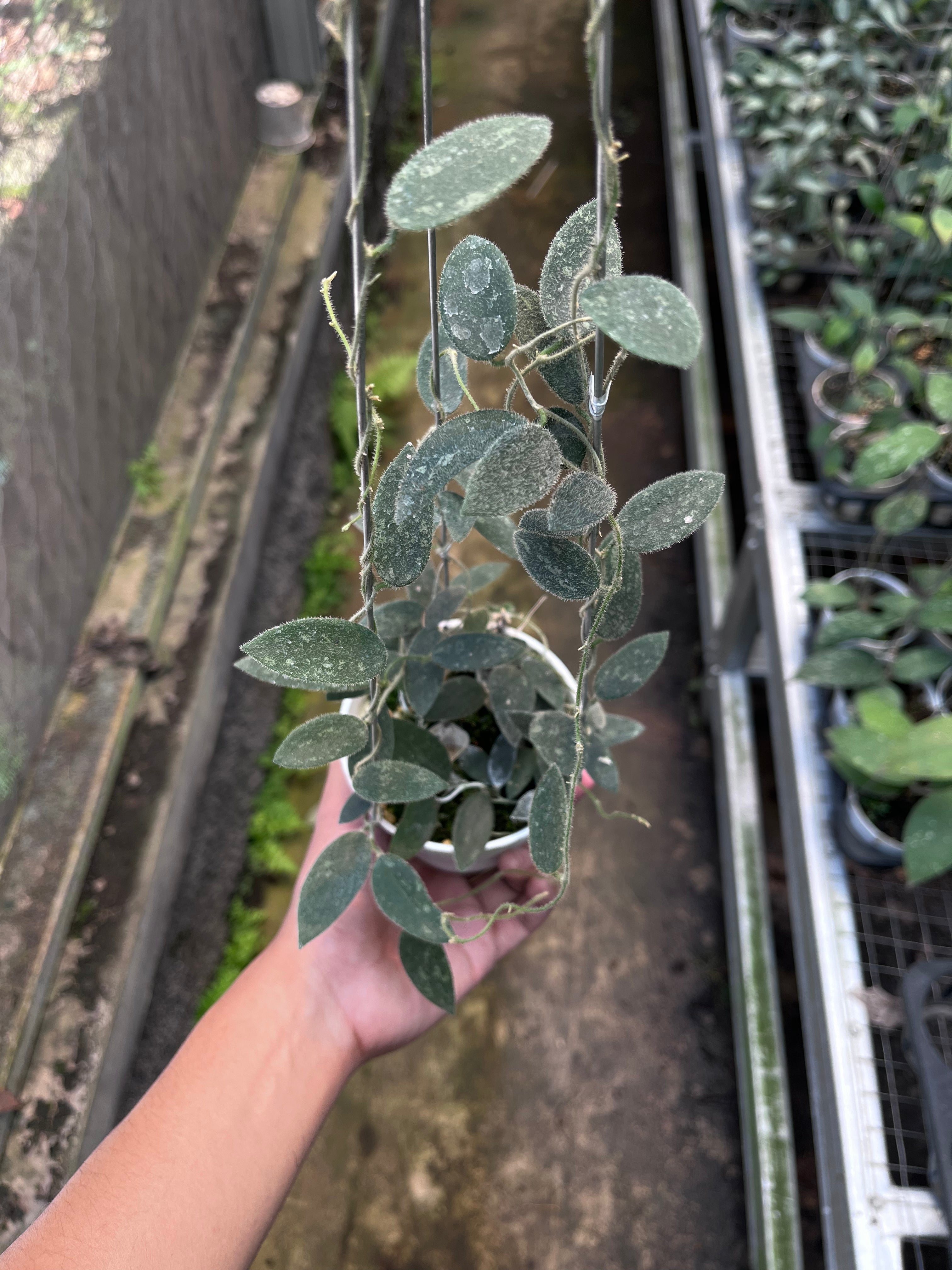 Hoya Lima Splash – Art Garden Flowers USA