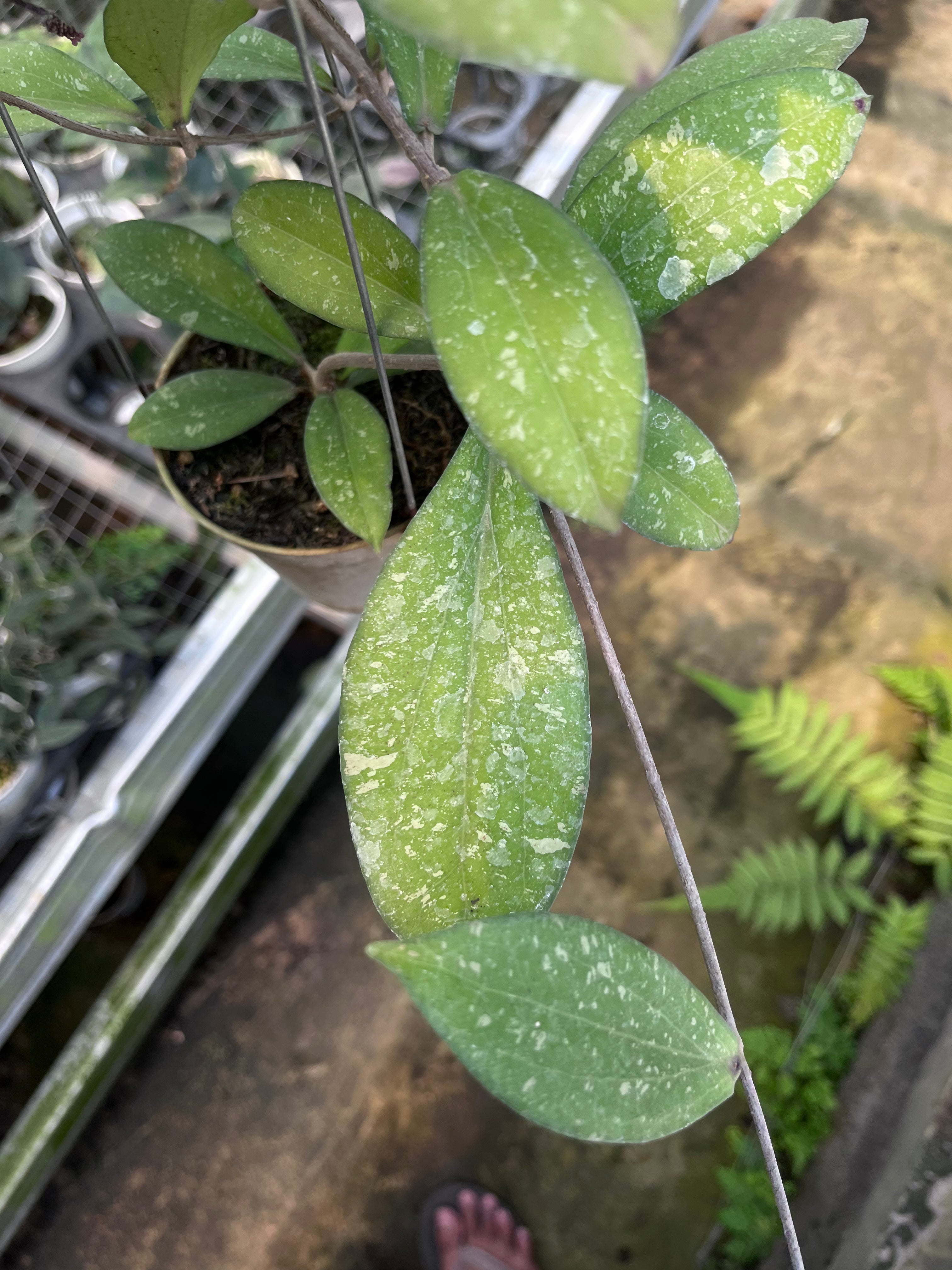 Hoya Finlaysonii Splash – Art Garden Flowers USA