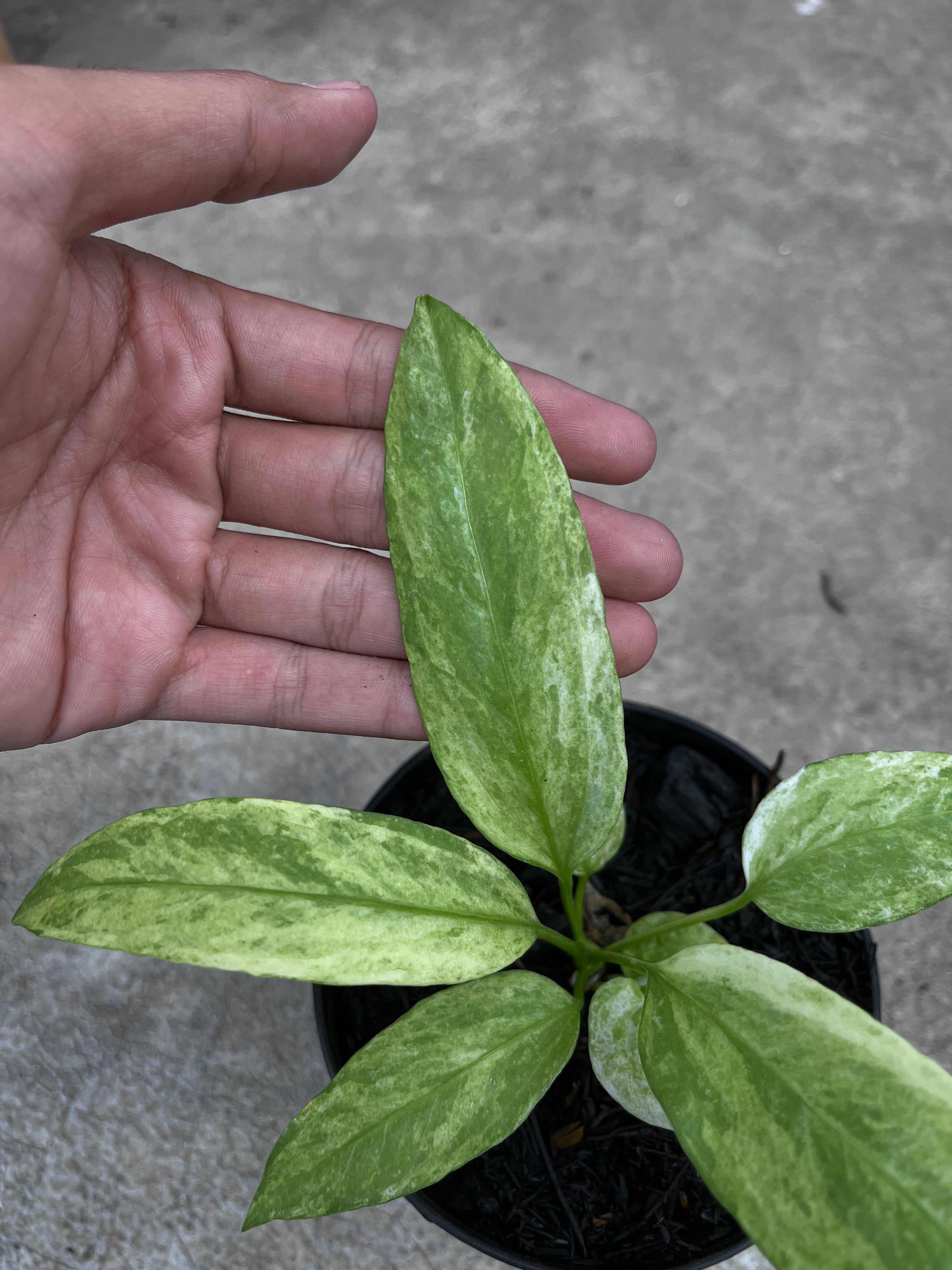 Anthurium Vittarifolium Variegated – Art Garden Flowers USA