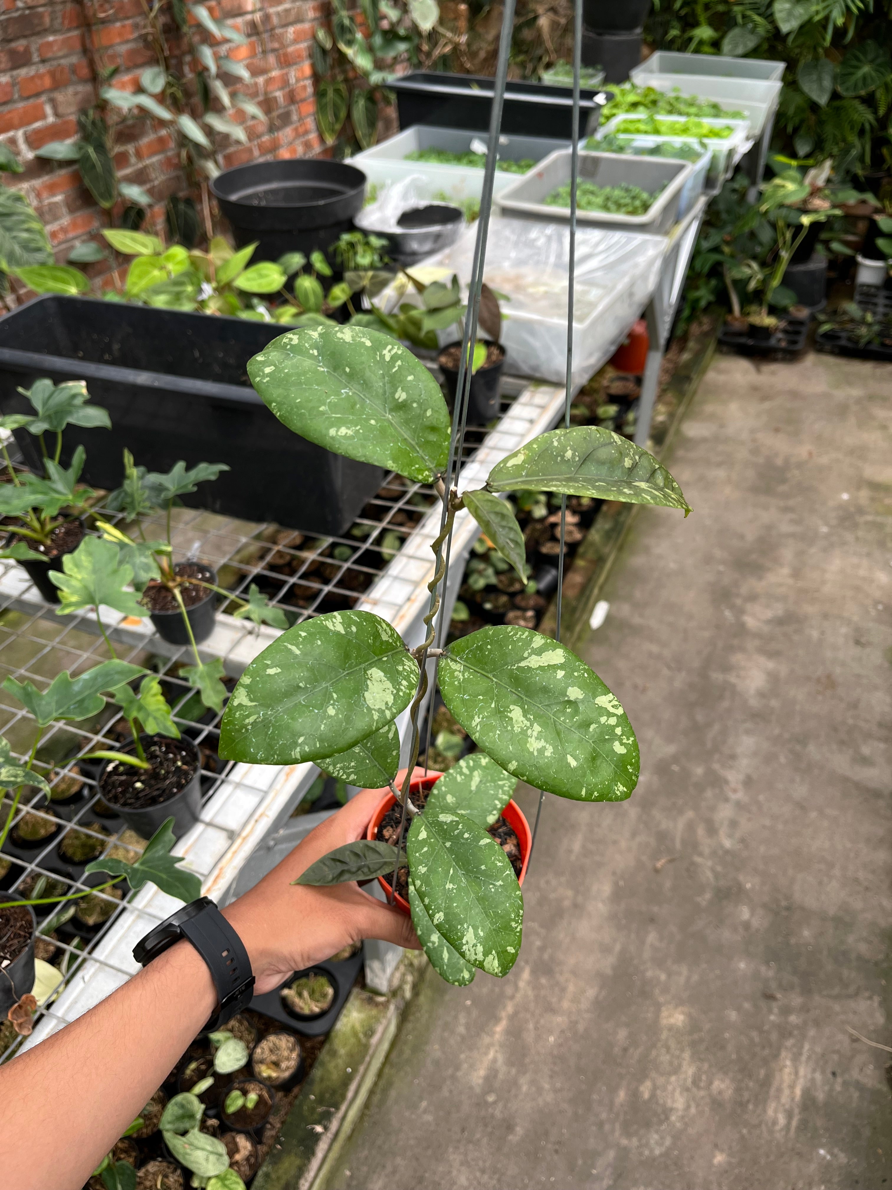 Hoya Gunung Kapi – Art Garden Flowers USA