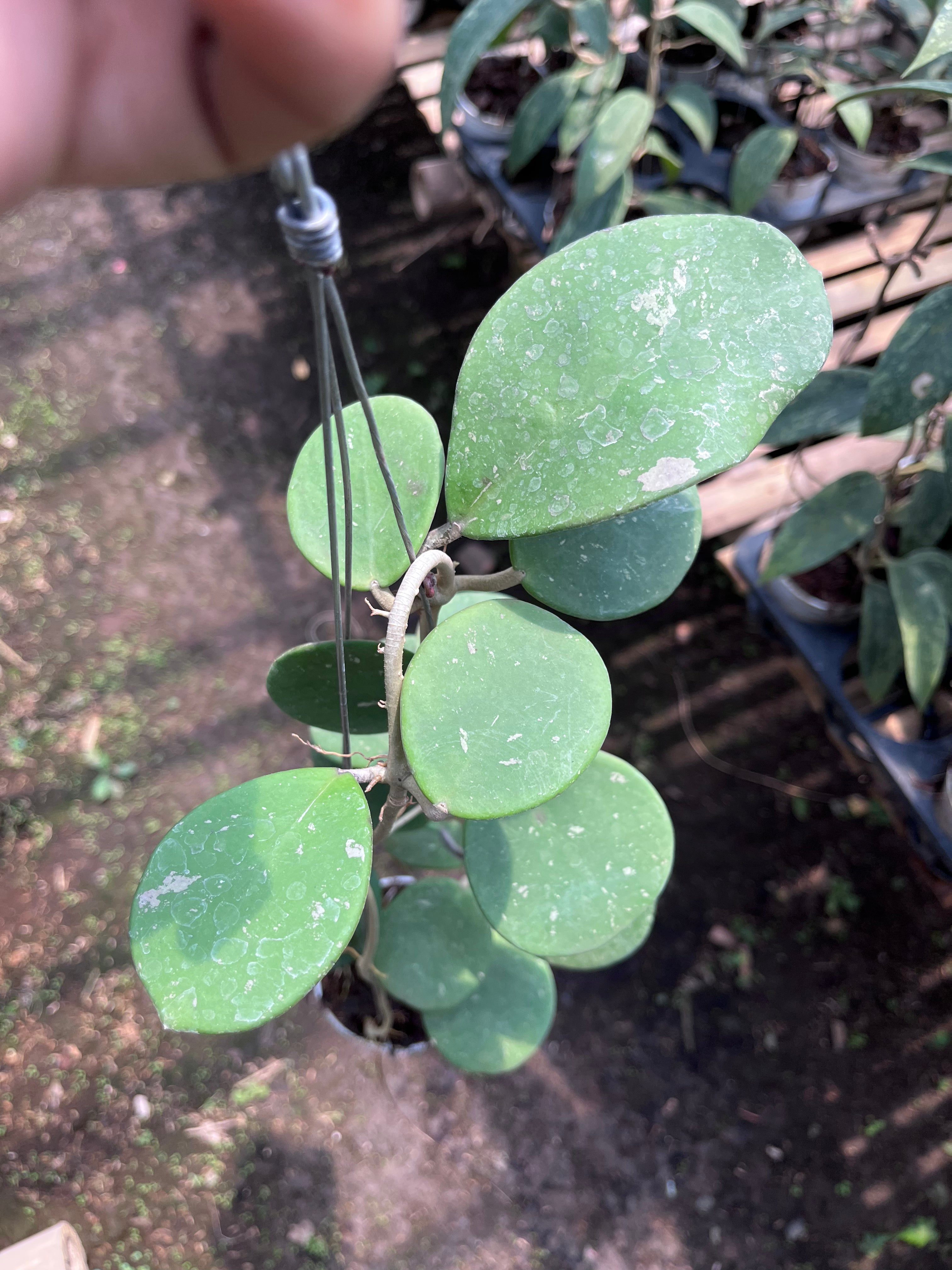 Hoya Obovata – Art Garden Flowers USA
