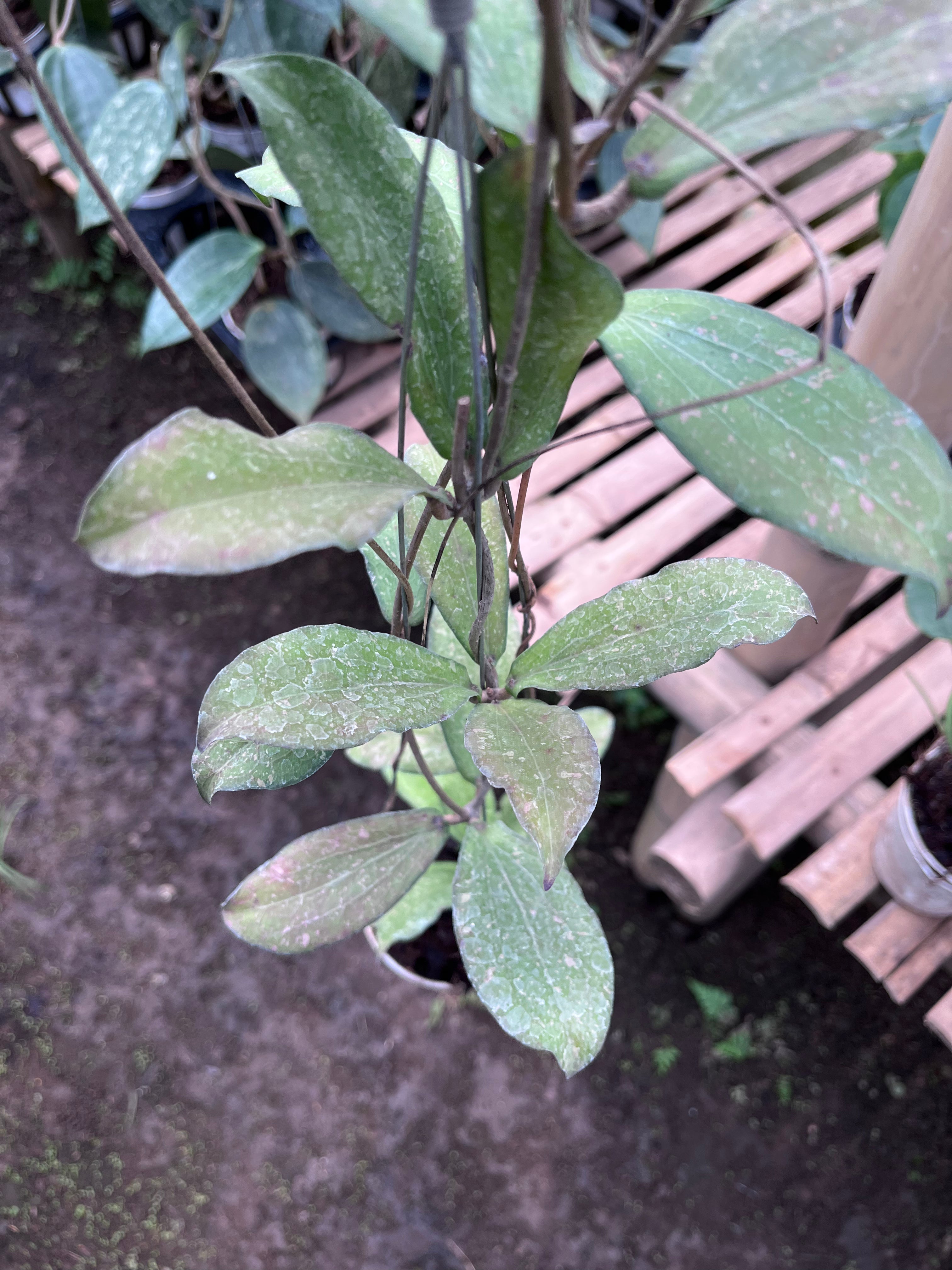 Hoya Erythrina Splash – Art Garden Flowers USA