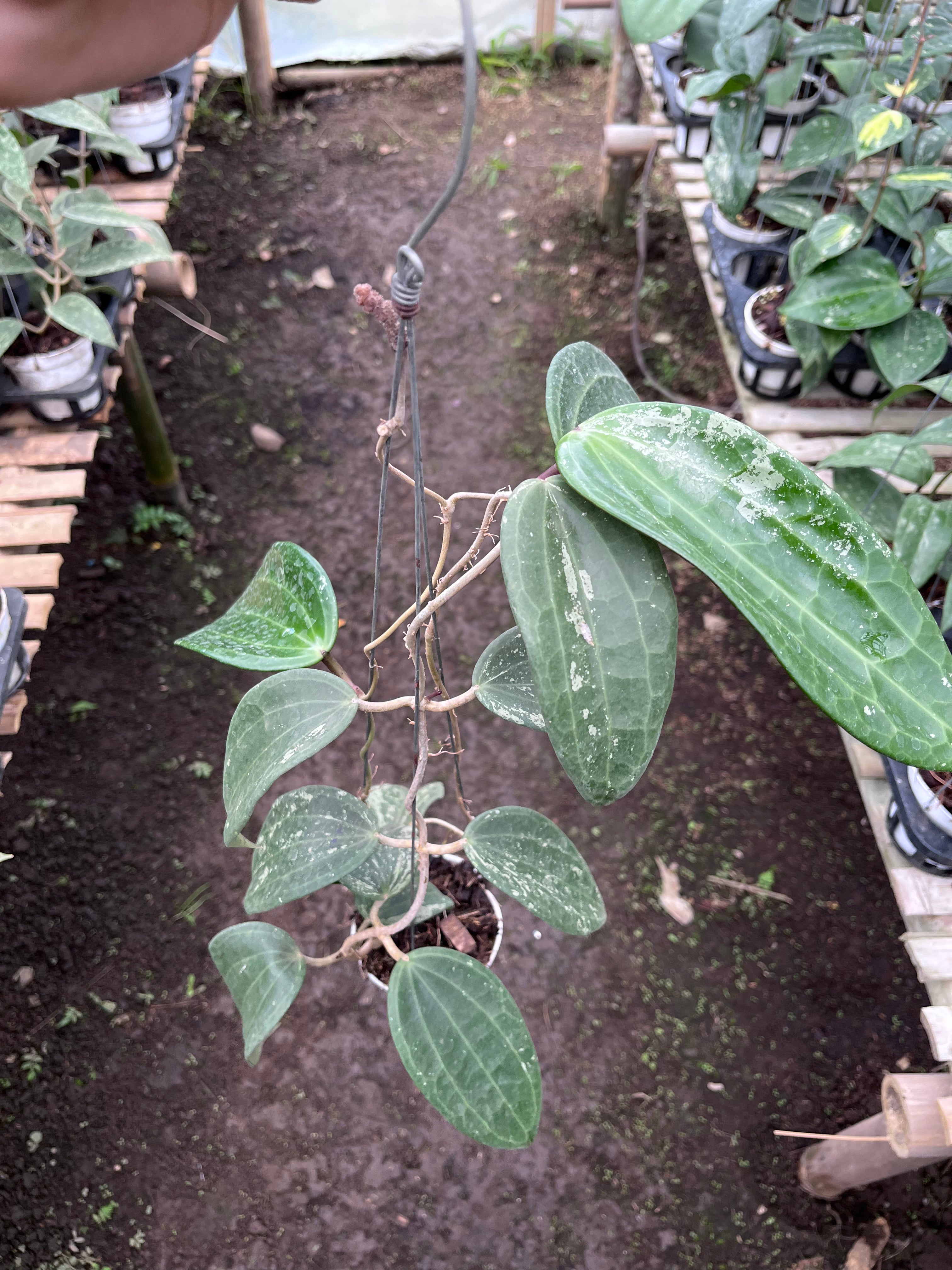 Hoya Machrophylla Splash – Art Garden Flowers USA