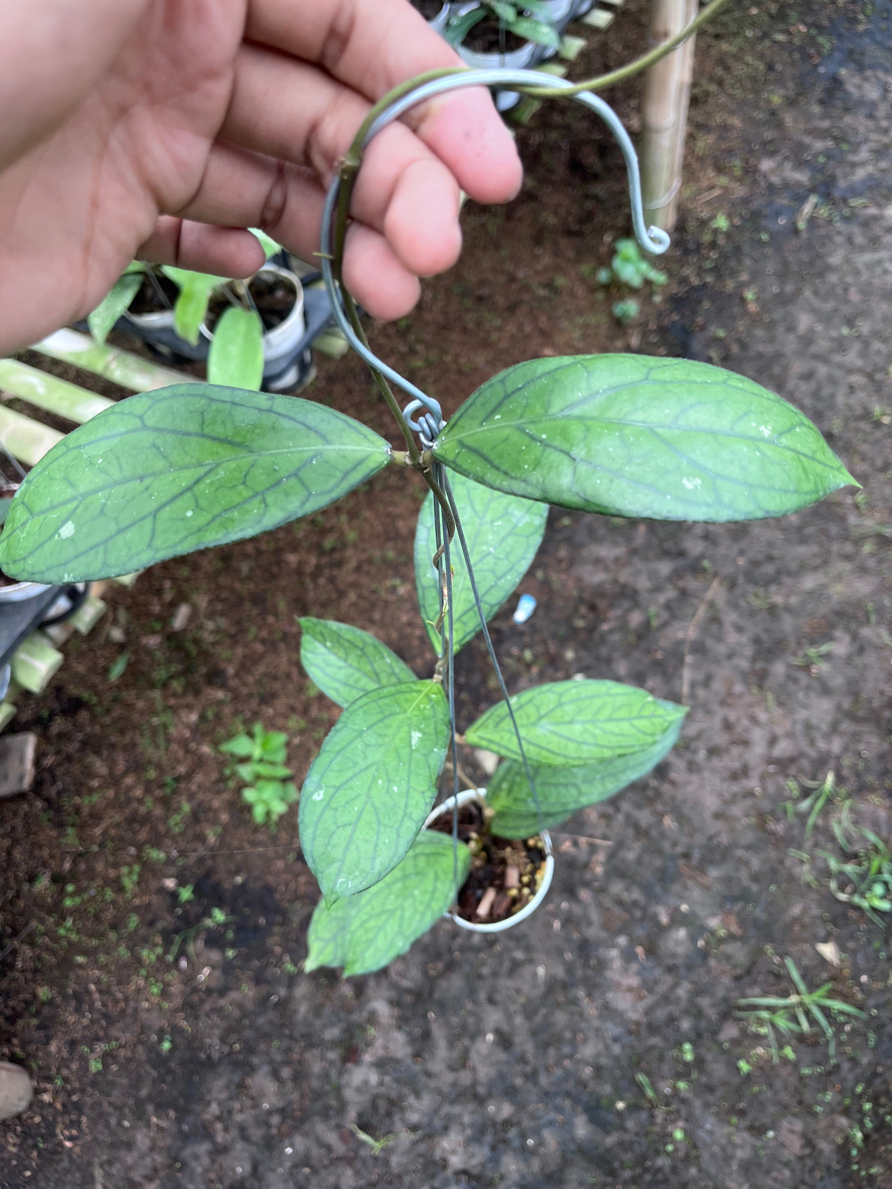 Hoya Tanggamush Regular – Art Garden Flowers USA