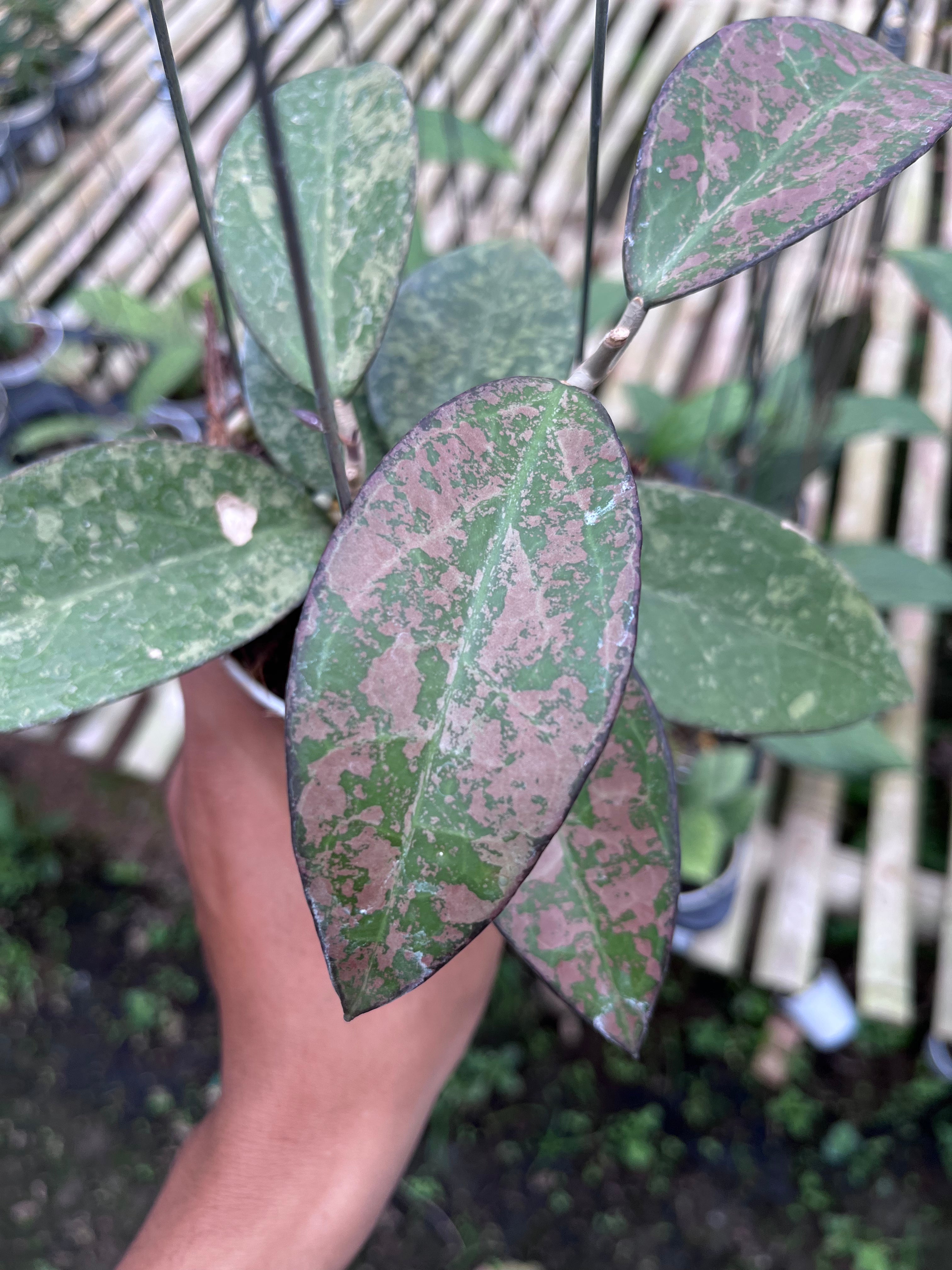 Hoya Verticilata Sp Nganjuk Splash Pink – Art Garden Flowers USA
