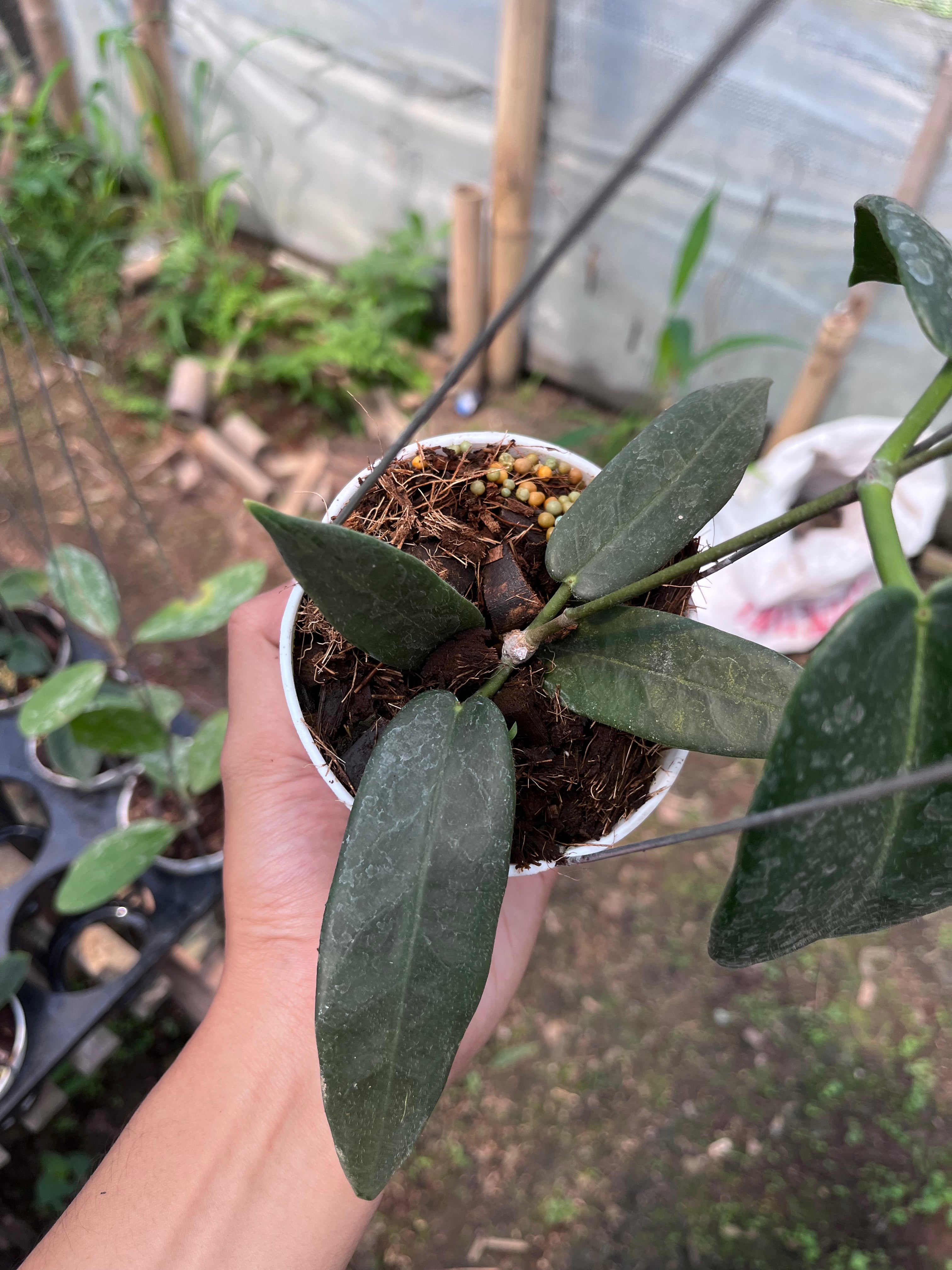 Hoya Stenakei Dark – Art Garden Flowers USA