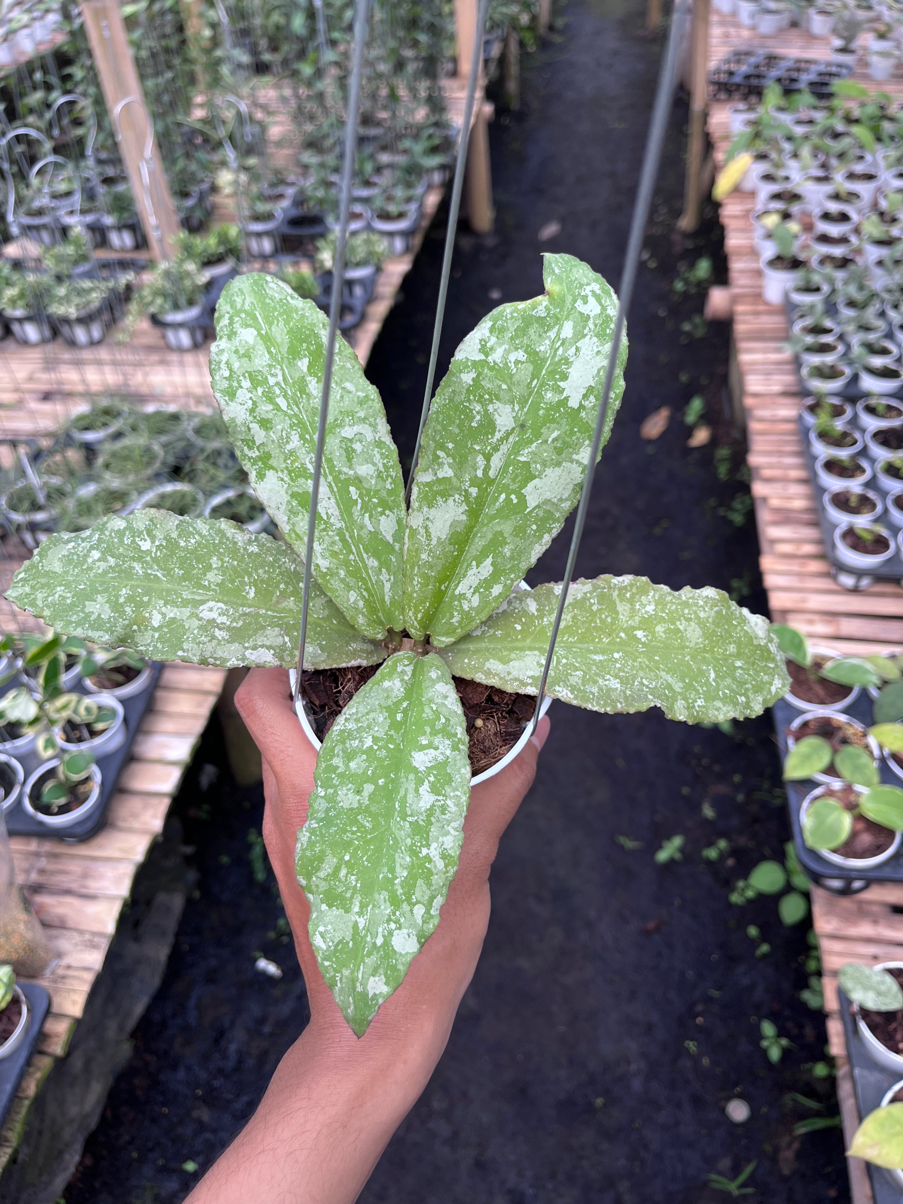 Hoya Undulata Army – Art Garden Flowers USA