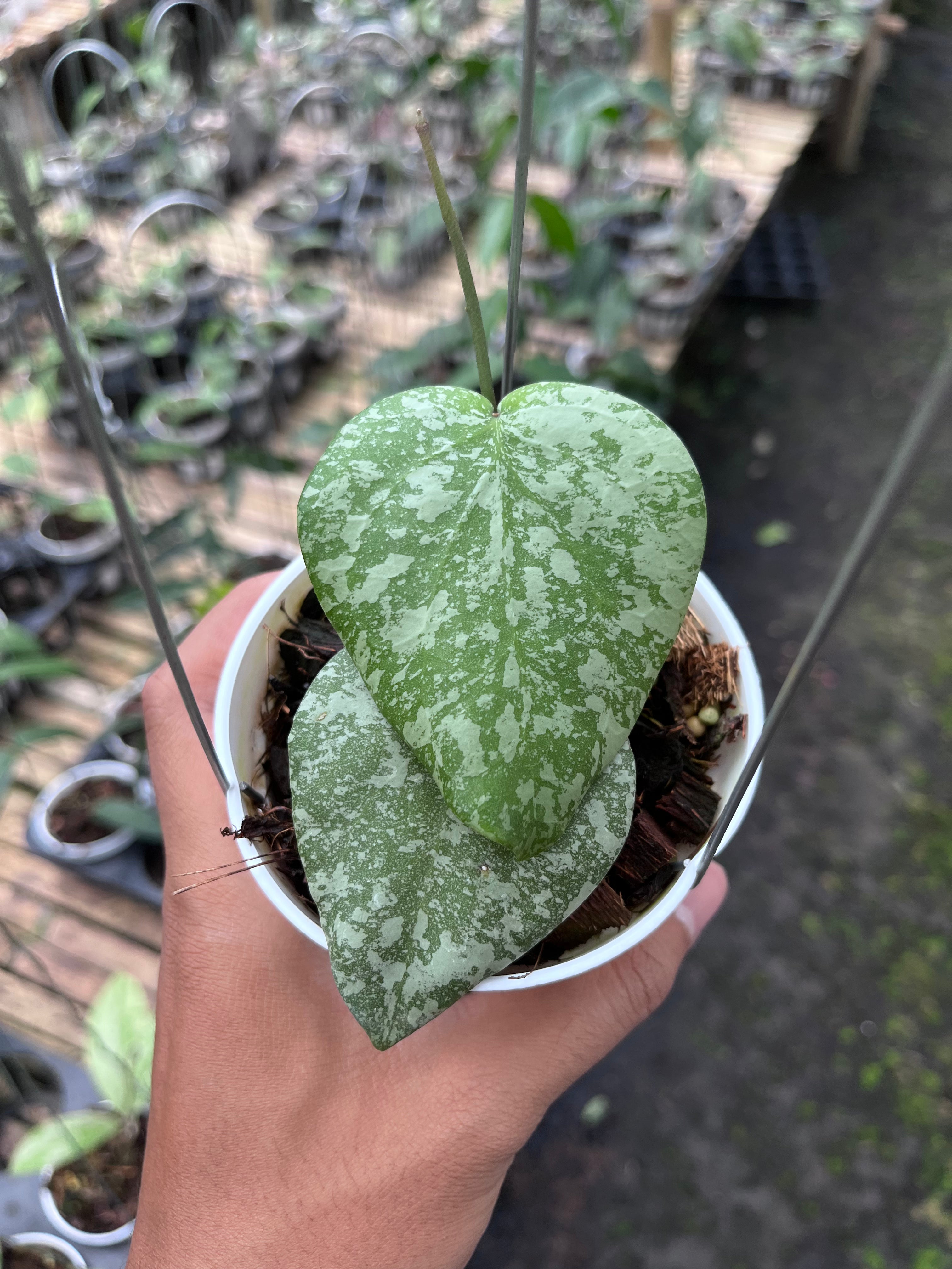 Hoya Cinnamomifolia X Imbricata Splash – Art Garden Flowers USA