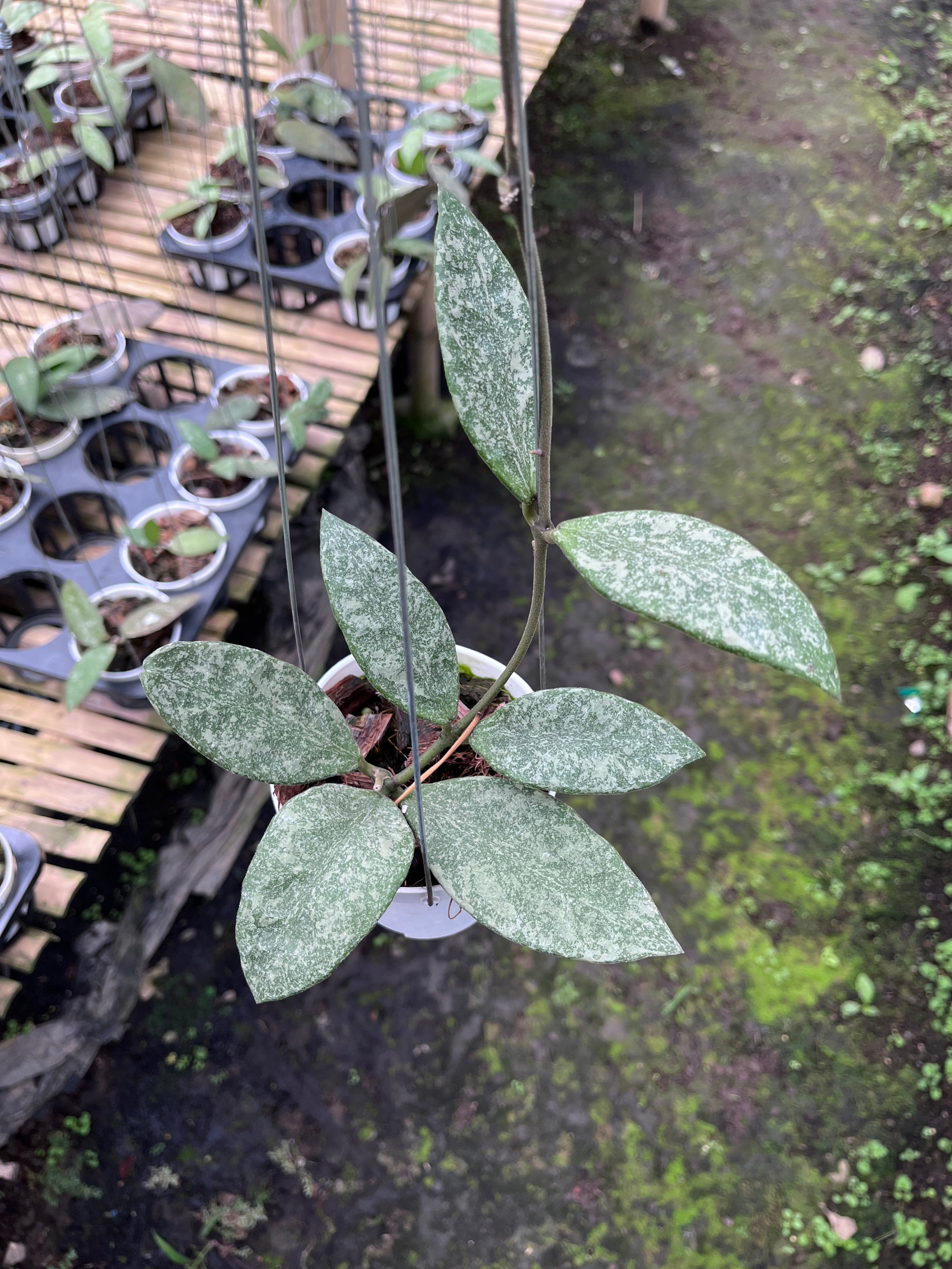 Hoya Rundumensis High Splash – Art Garden Flowers USA