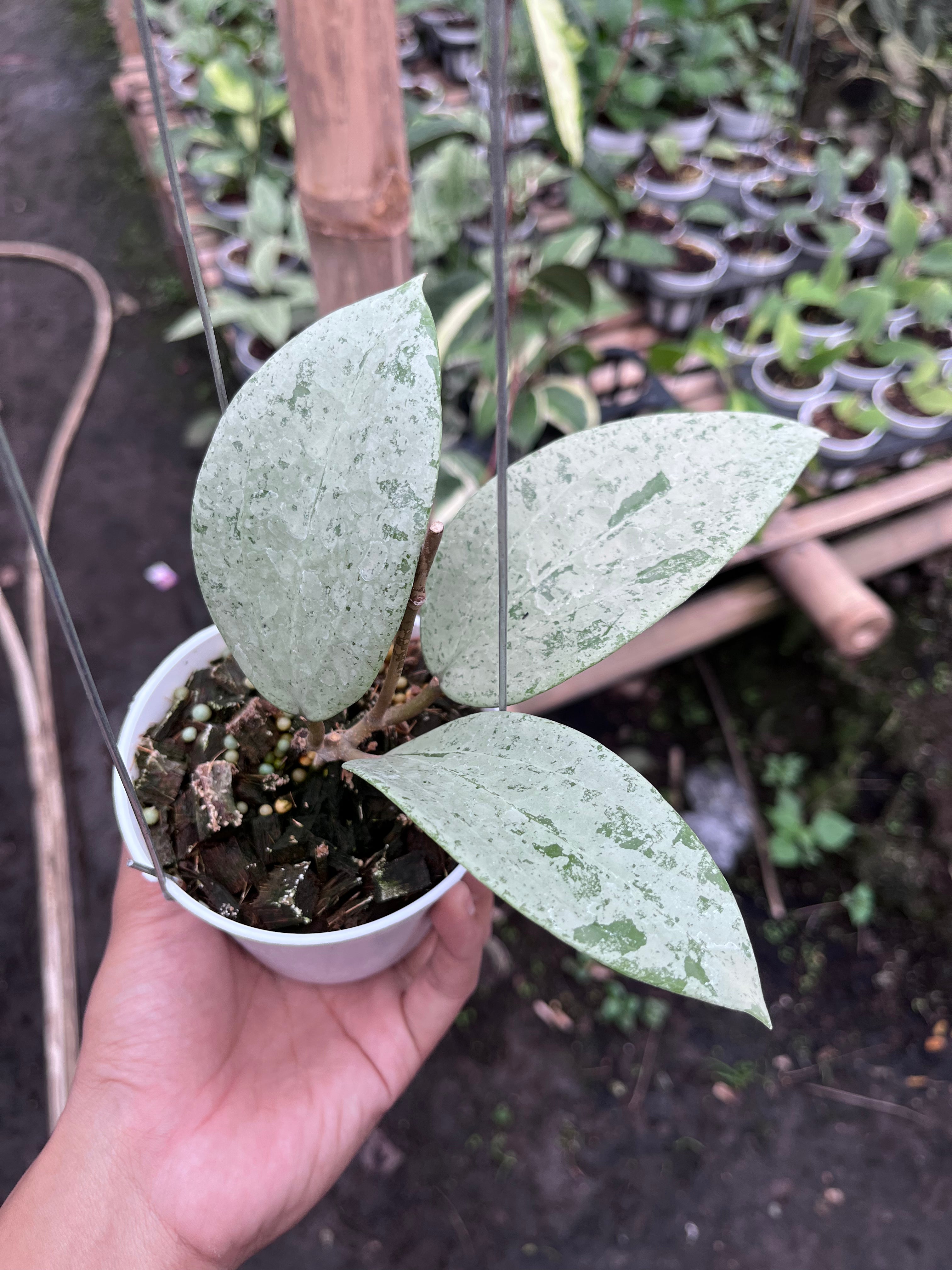 Hoya Glabra Gin – Art Garden Flowers USA