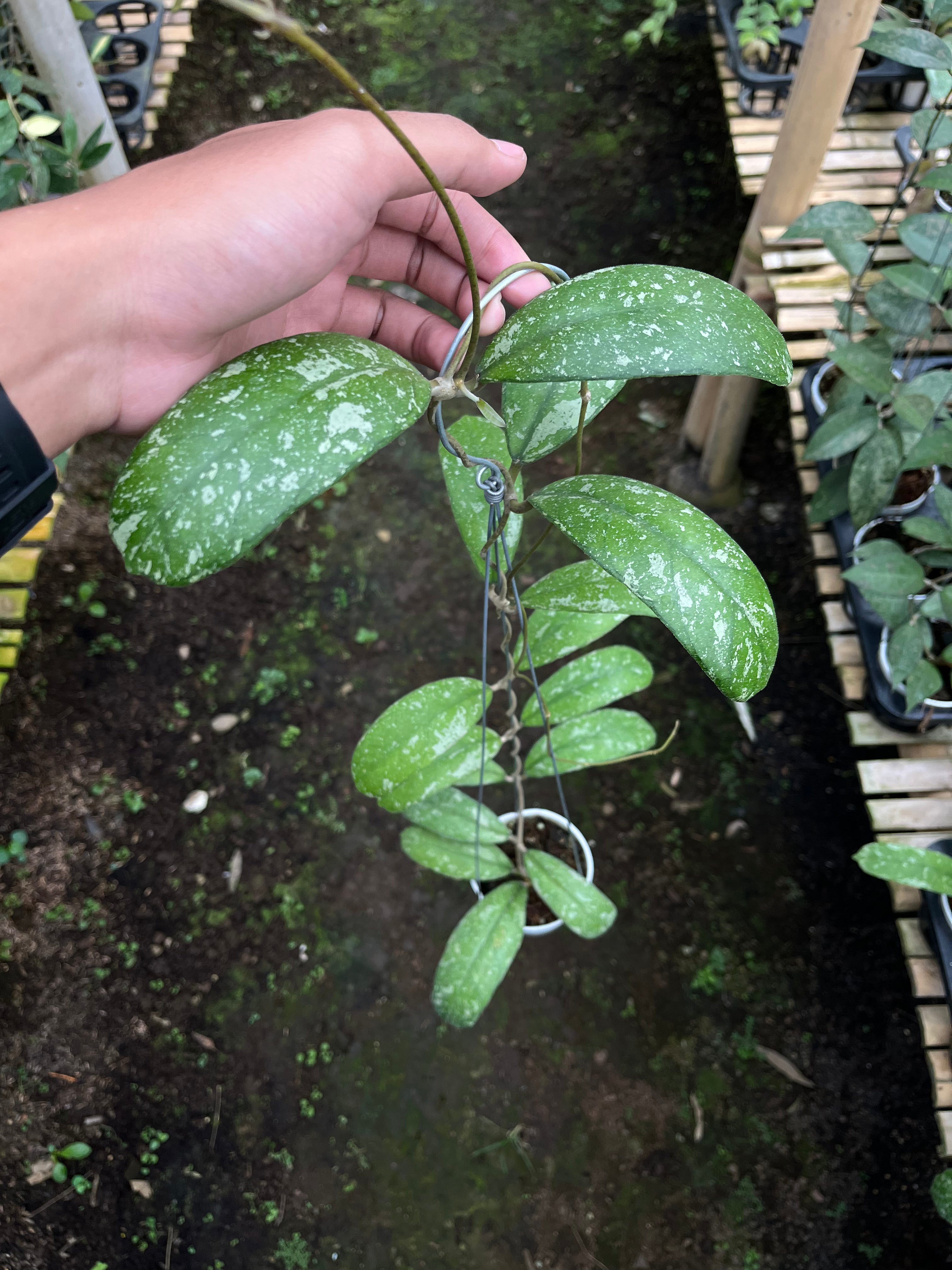 Hoya Sp North Sumatra – Art Garden Flowers USA