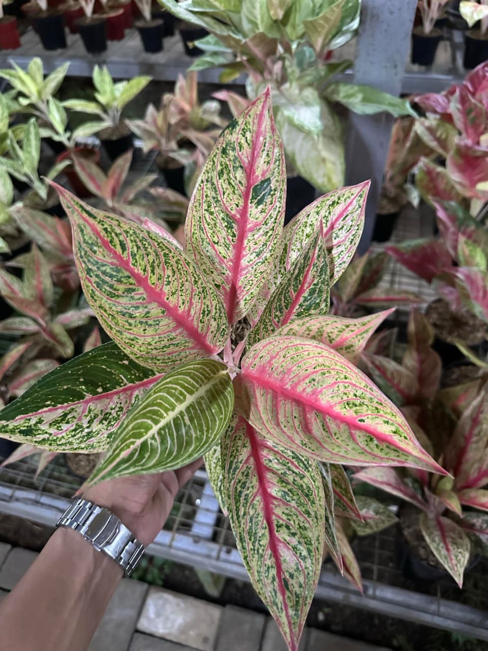 Aglaonema Red Legacy – Art Garden Flowers USA
