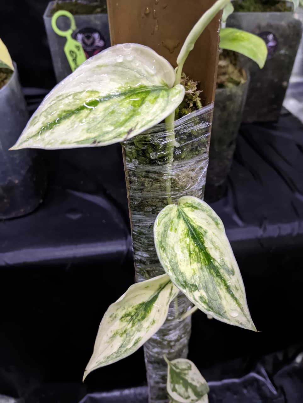 Scindapsus Sparkling Borneo – Art Garden Flowers USA