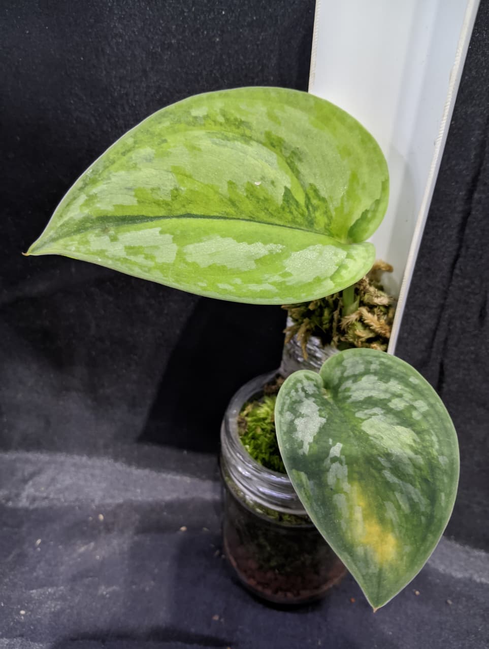 Scindapsus Venom – Art Garden Flowers USA